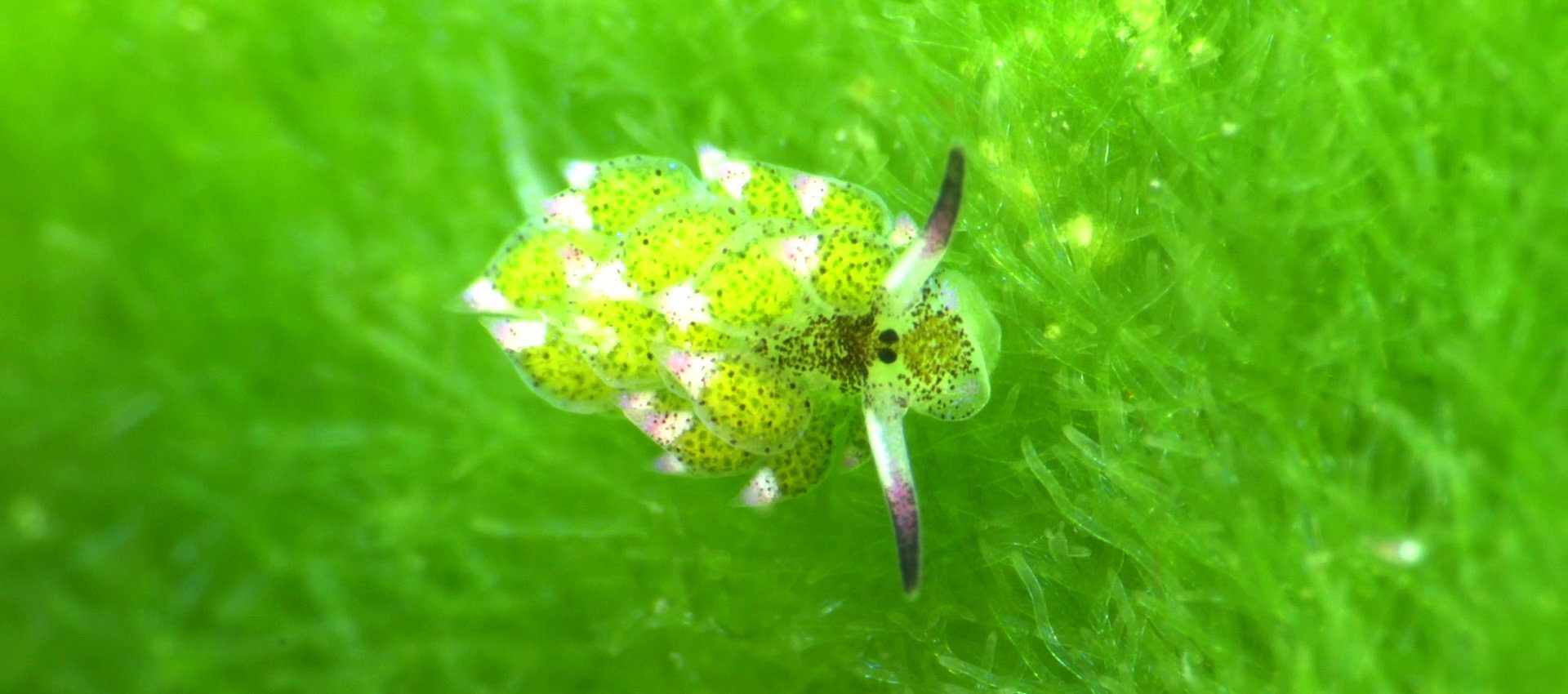 Diving Lembeh Strait - Murex Resorts