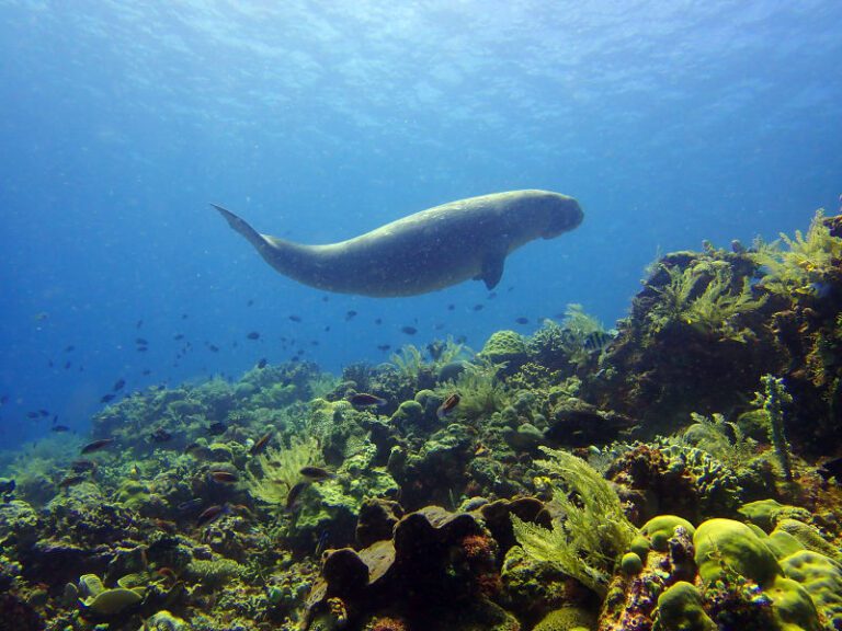 What is the Difference Between a Dugong and a Manatee?