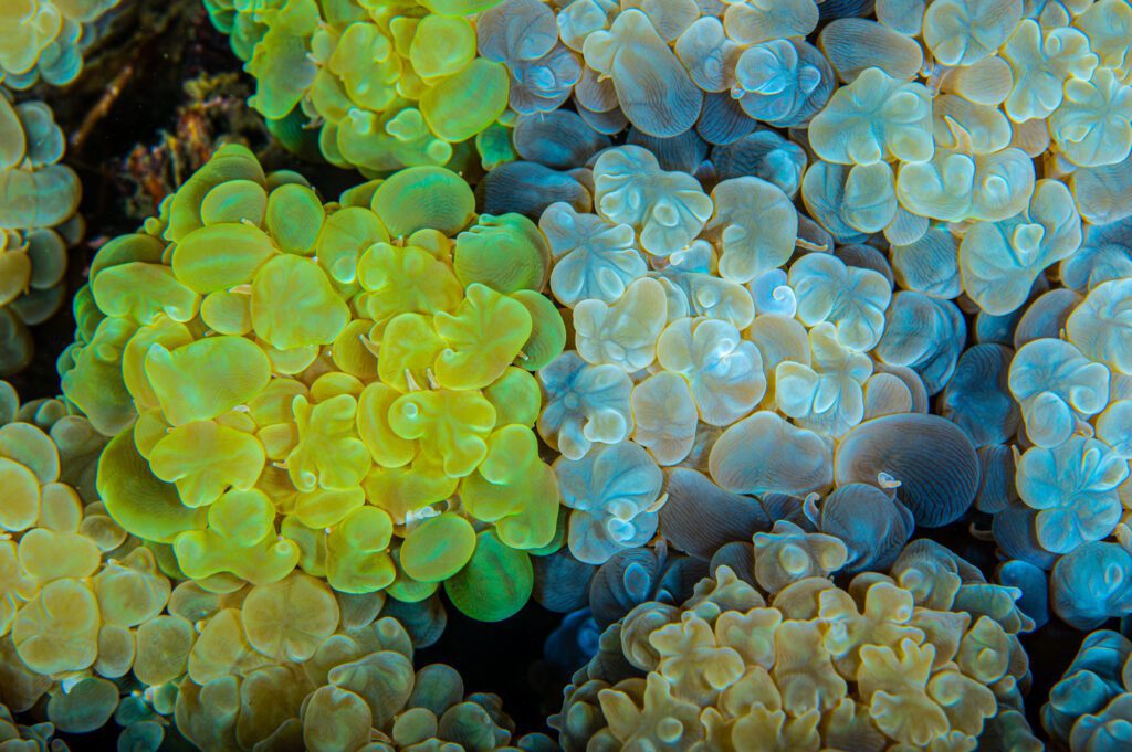 3 Differences Between Hard and Soft Corals - Murex Resorts