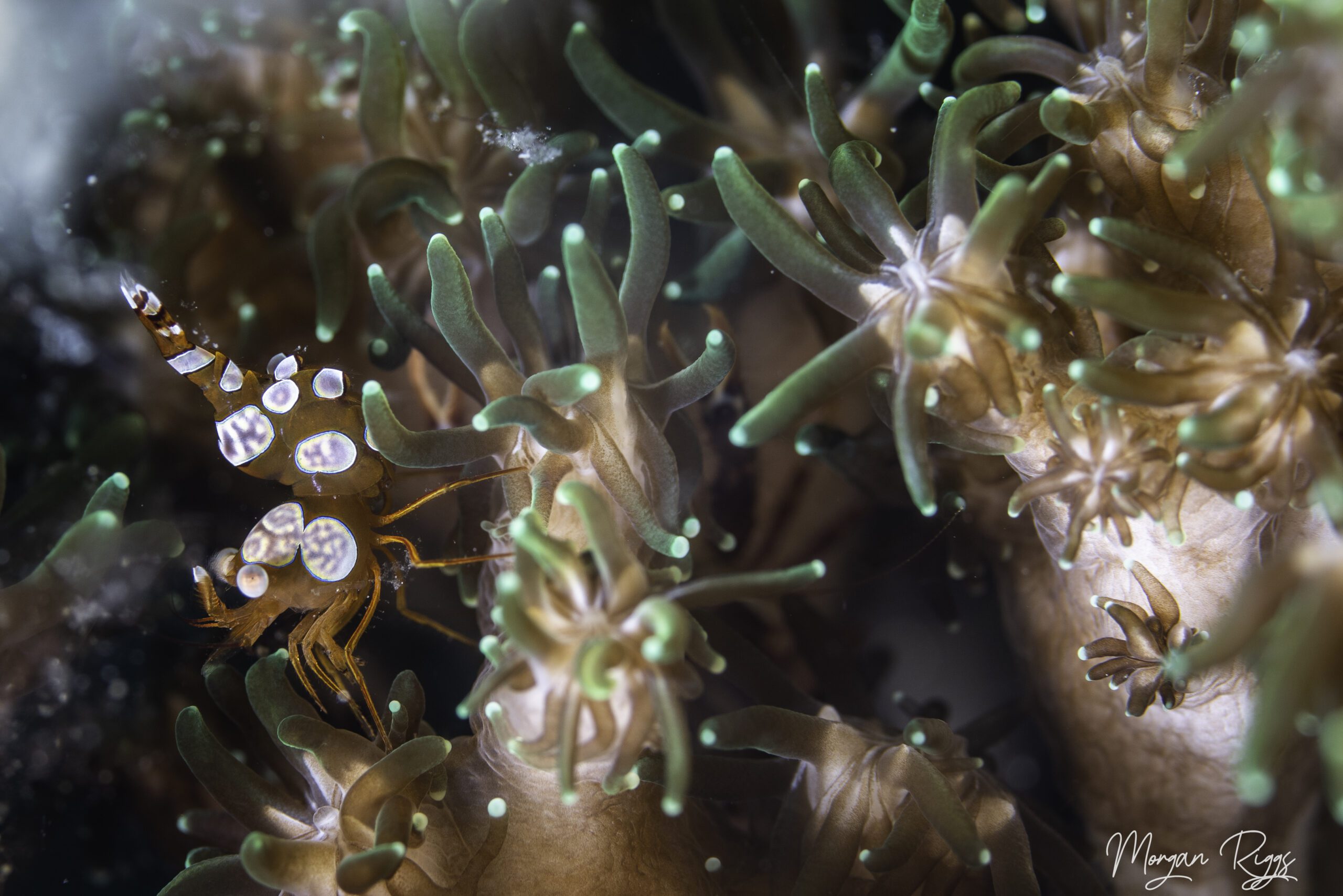 Sexy Shrimp Thor Amboinensis Murex Resorts