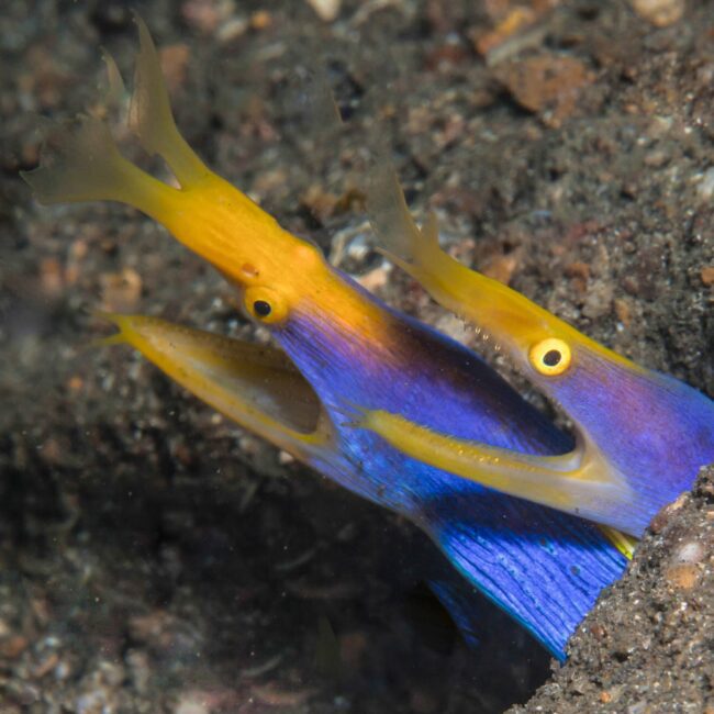 Diving Manado Bay - North Sulawesi - Murex Resorts