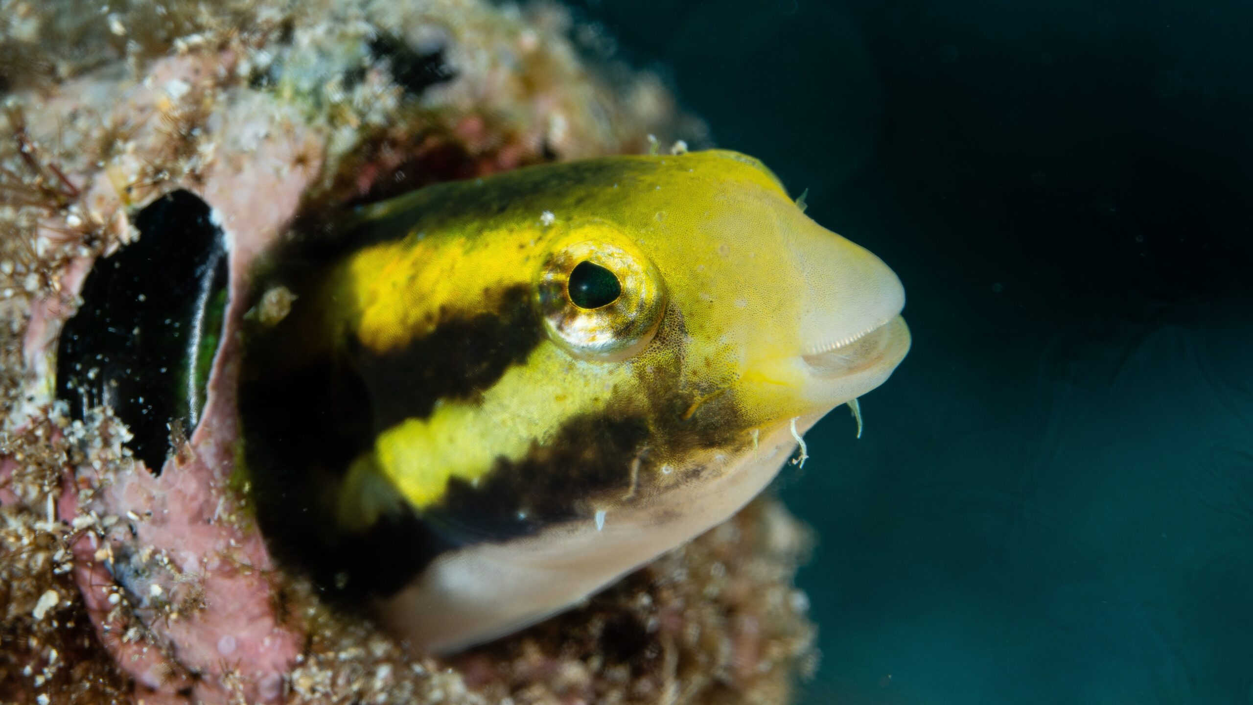 Diving Manado Bay - North Sulawesi - Murex Resorts