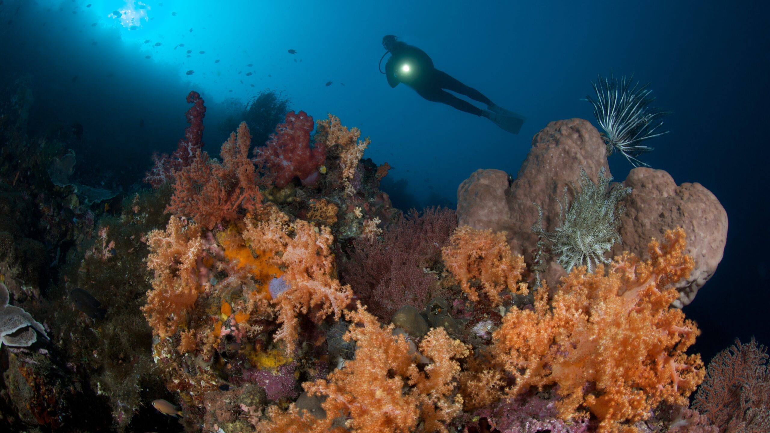 Diving Manado – the Ultimate Guide