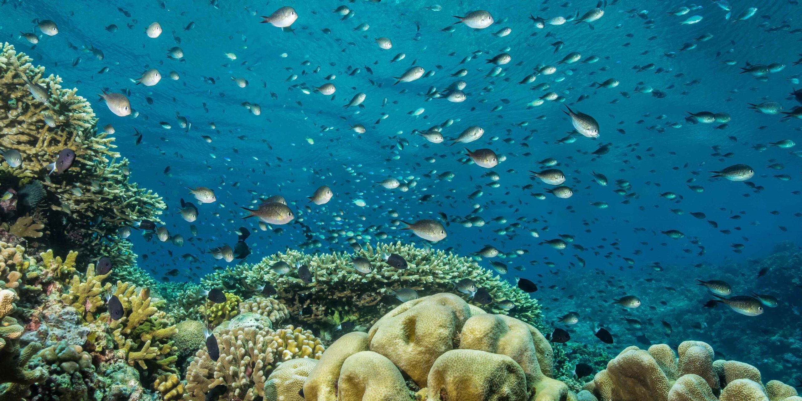 Diving Bunaken – The Ultimate Guide