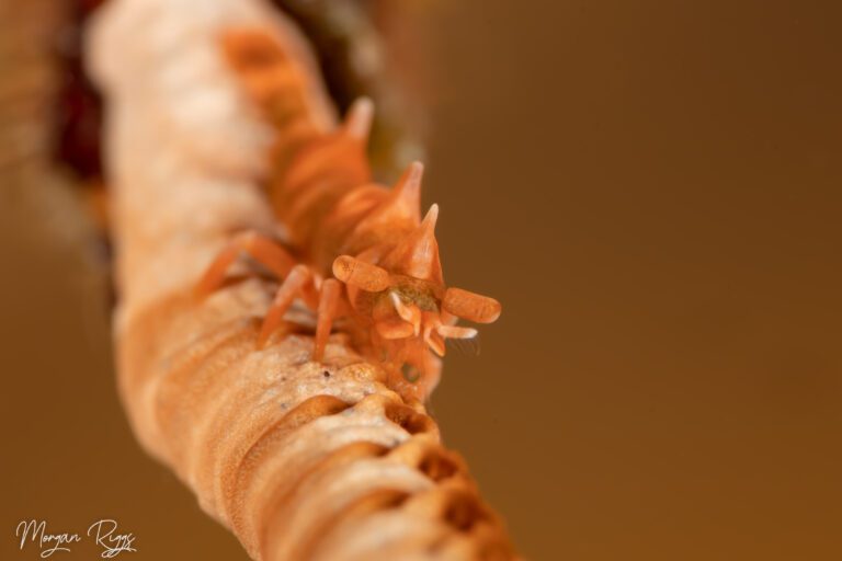 Exploring the Dazzling Diversity of Sulawesi's Shrimp Species