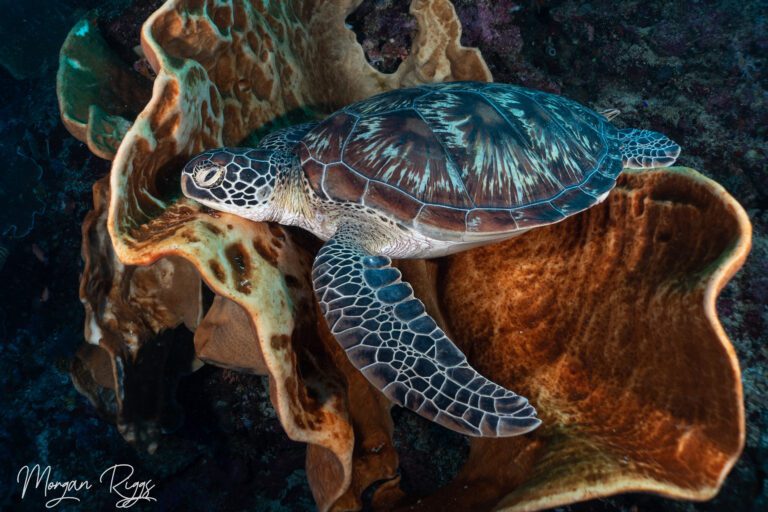 Fascinating Sea Turtle Facts: Hawksbill & Green Sea Turtles