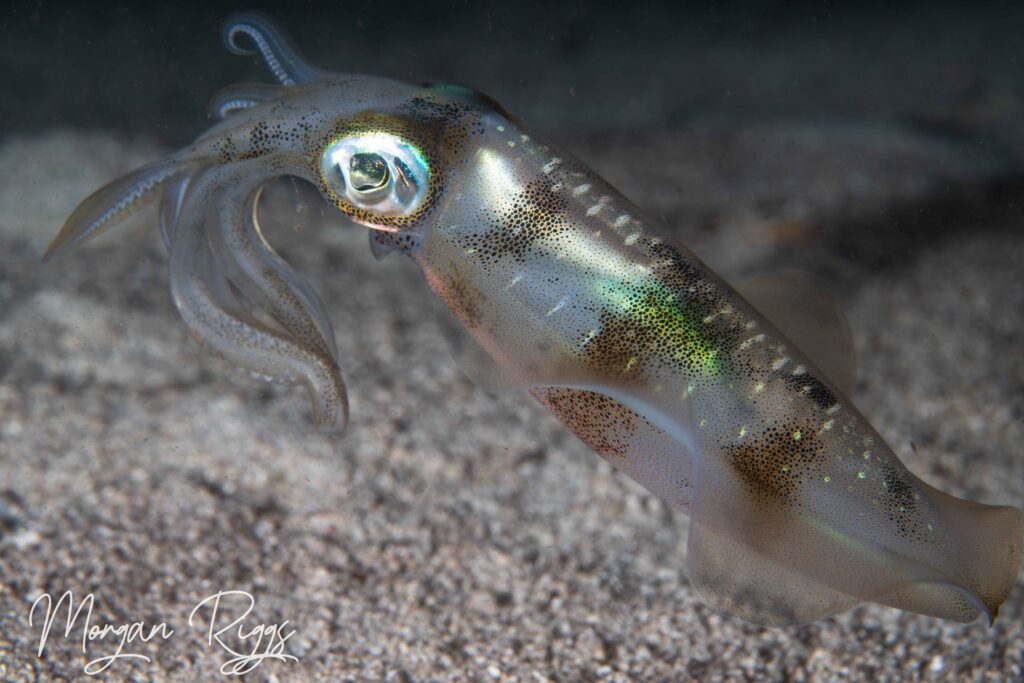 Squid Species That Will Leave You Amazed - Murex Resorts